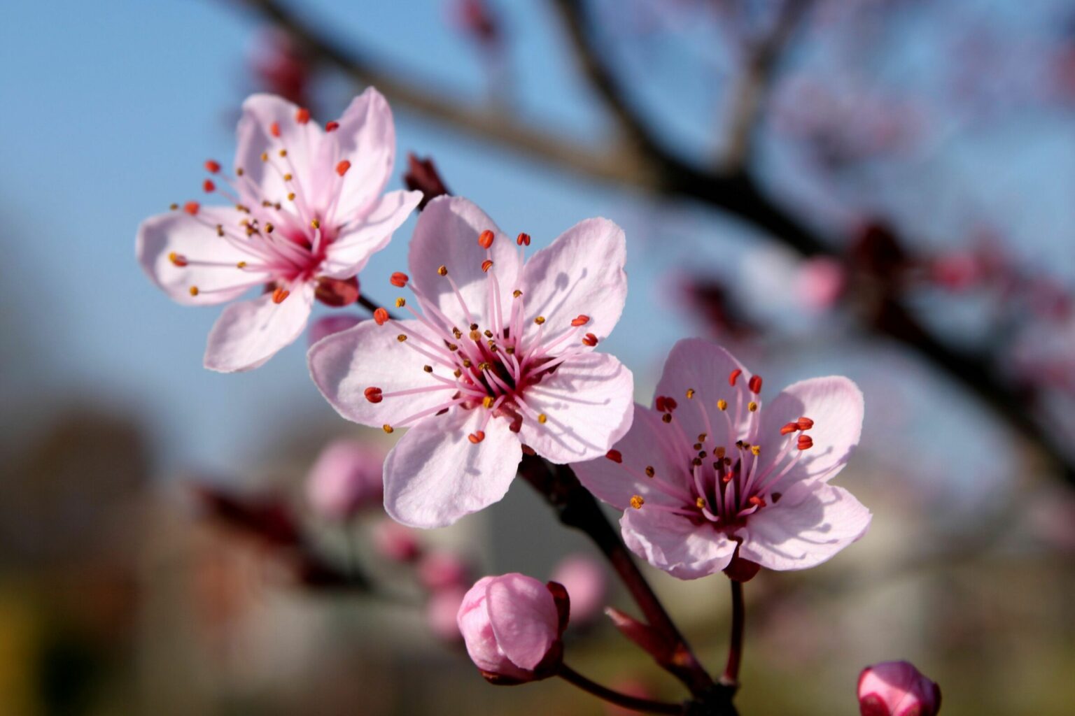 Meaning, Origin And History Of The Name Aiko - frankiepeach.com