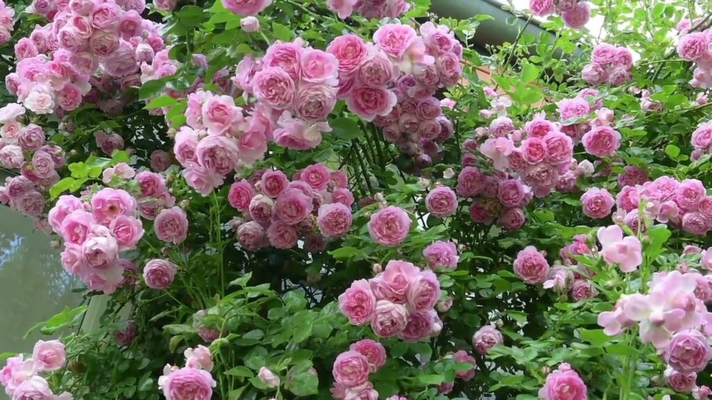 Meaning, Origin And History Of The Name Gilbert - frankiepeach.com