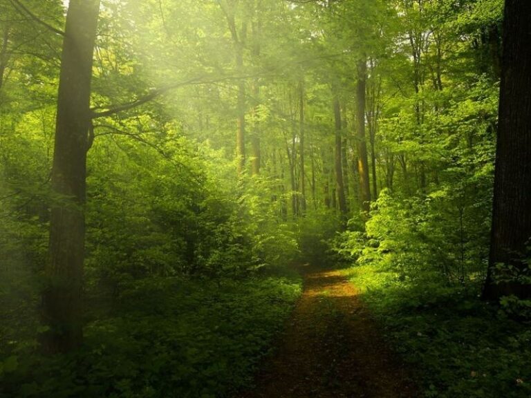 Meaning, Origin And History Of The Name Eunice - frankiepeach.com