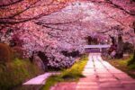 Meaning, Origin And History Of The Name Hikari - frankiepeach.com
