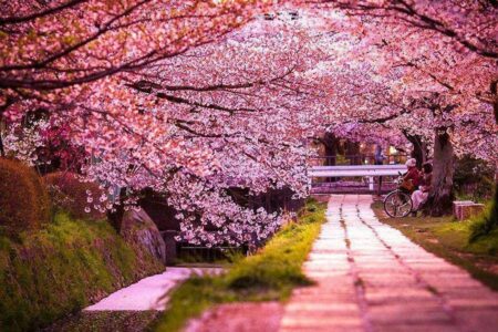 Meaning, Origin And History Of The Name Hikari - frankiepeach.com