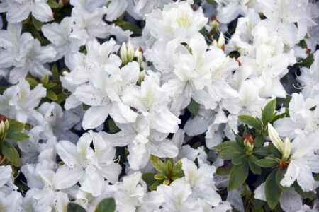 Meaning, Origin And History Of The Name Katherine - frankiepeach.com