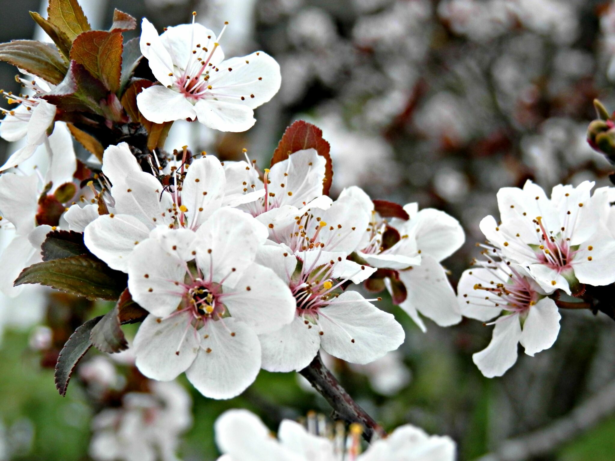 Meaning, Origin And History Of The Name Li (1) - frankiepeach.com