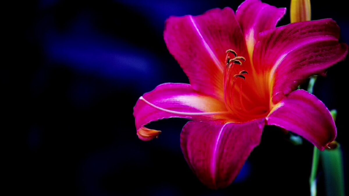 Meaning, Origin And History Of The Name Lilith - frankiepeach.com