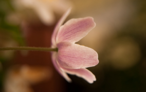 Meaning, Origin And History Of The Name Ling - frankiepeach.com