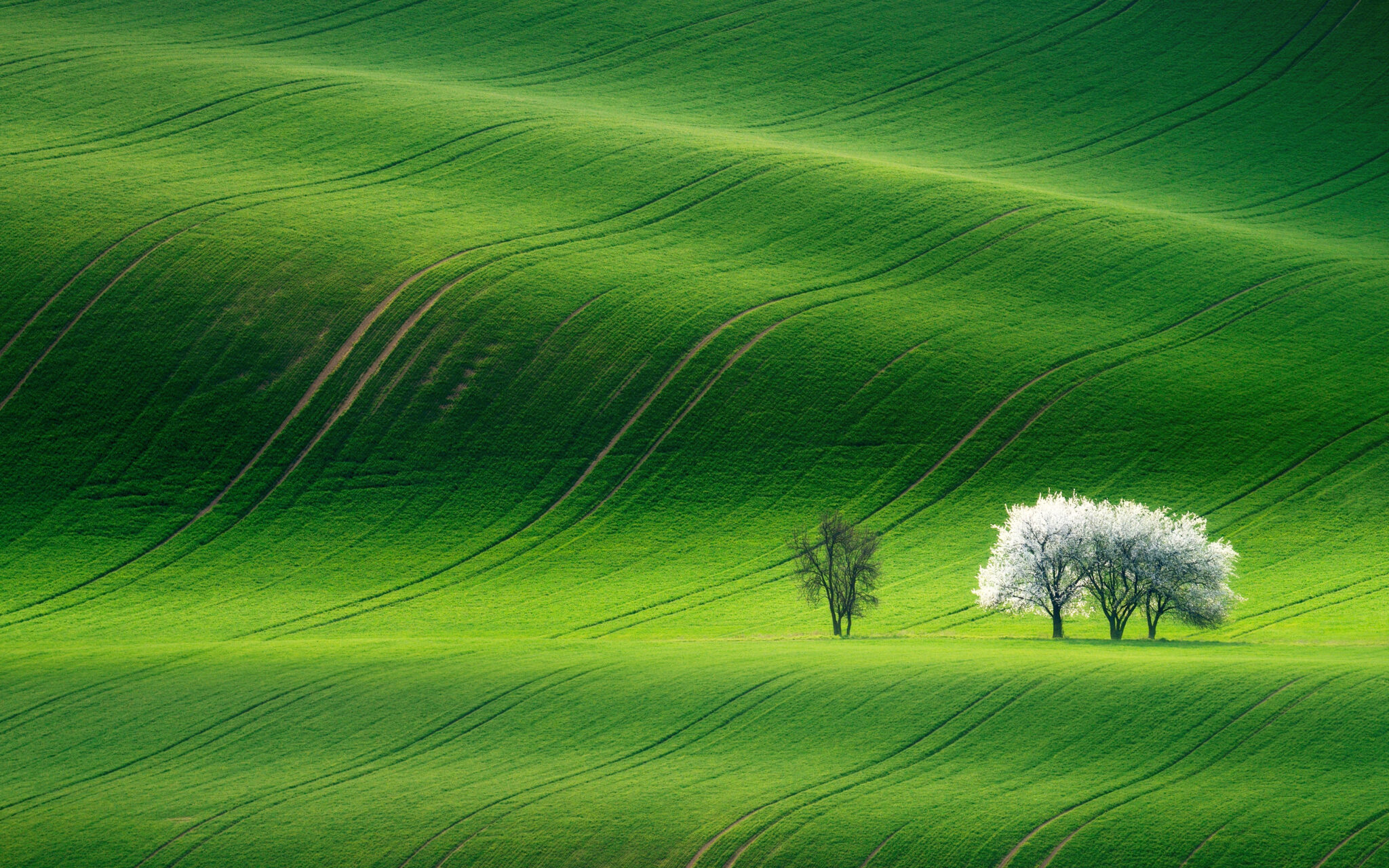 Meaning, Origin And History Of The Name Cassidy - frankiepeach.com