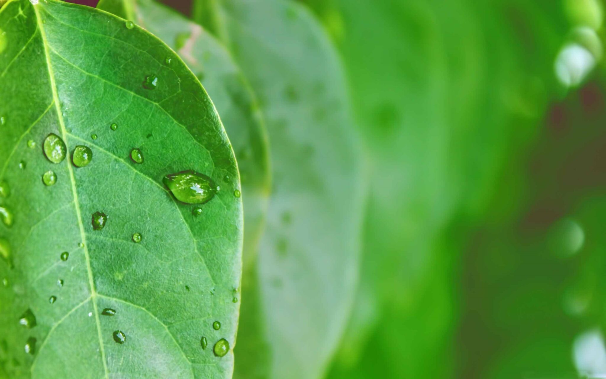 Meaning, Origin And History Of The Name Ines - frankiepeach.com