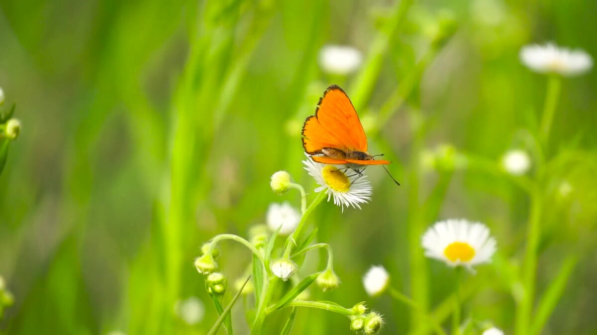 Meaning, Origin And History Of The Name Addy - frankiepeach.com