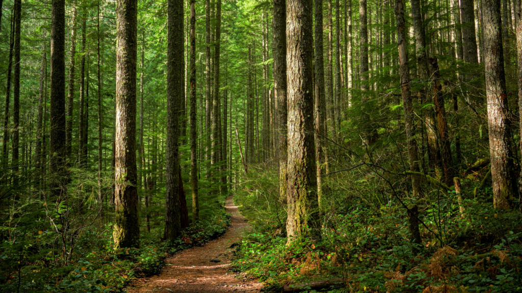 Meaning, Origin And History Of The Name Alle - frankiepeach.com