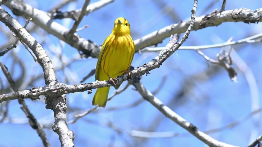 Meaning, Origin And History Of The Name Merle - frankiepeach.com