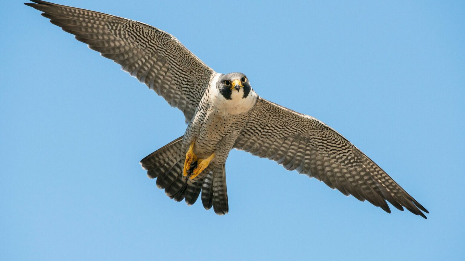 Meaning, Origin And History Of The Name Quinn - frankiepeach.com