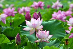 Meaning, Origin And History Of The Name Rong - frankiepeach.com