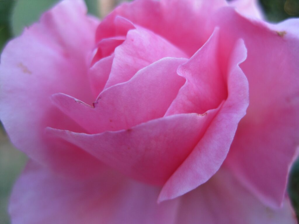 Meaning, Origin And History Of The Name Rosalia - frankiepeach.com