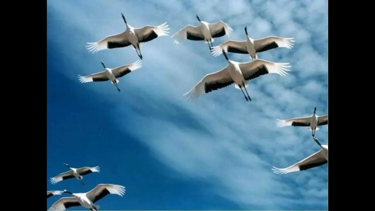 Meaning, Origin And History Of The Name Charizard - frankiepeach.com