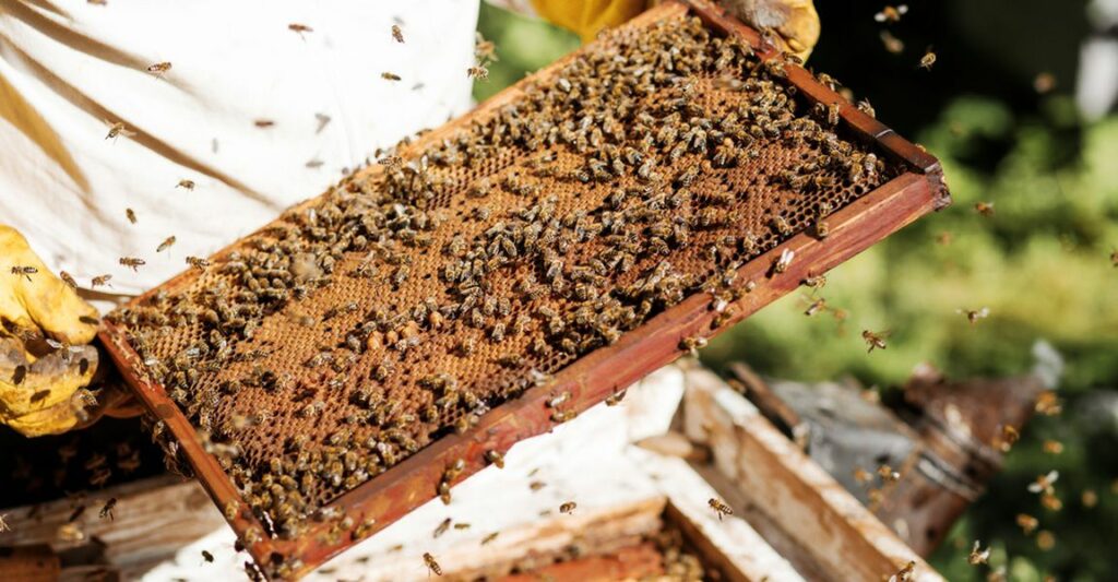 Meaning, Origin And History Of The Name Devora - frankiepeach.com