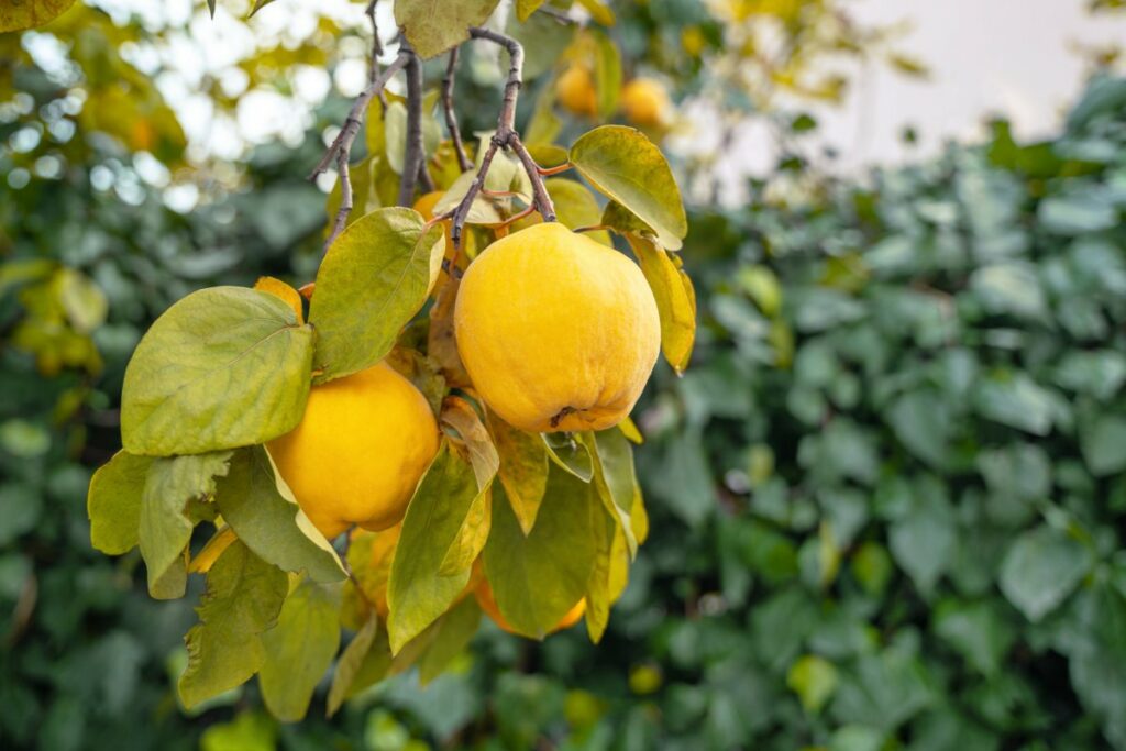 Meaning, Origin And History Of The Name Dunja - frankiepeach.com