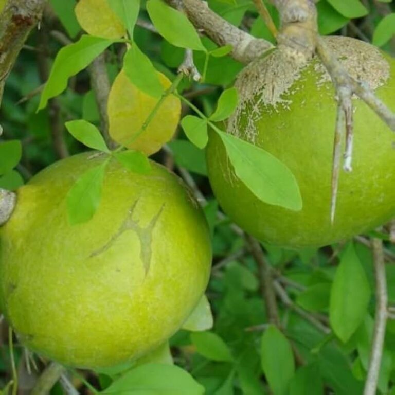 Meaning, Origin And History Of The Name Dunja - frankiepeach.com