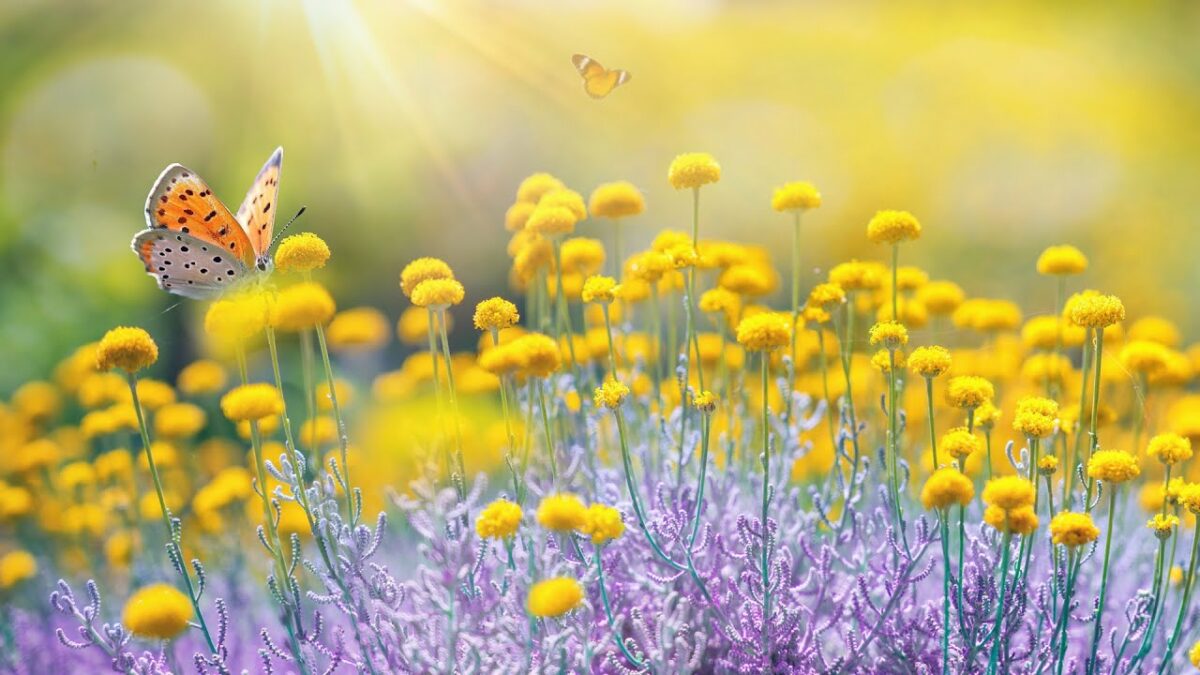 Meaning, Origin And History Of The Name Gilah - frankiepeach.com