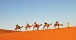 Meaning, Origin And History Of The Name Sheba - frankiepeach.com